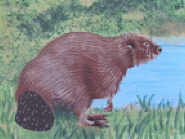 Le castor - Bulletin Communautaire Info Hemmingford